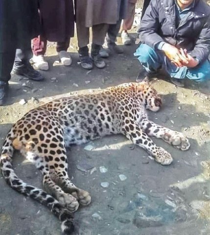 Leopard killed after it attacks villagers in Swat - Pakistan - DAWN.COM
