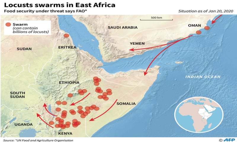 Locust attack in East Africa may lead to ‘major food security problem ...