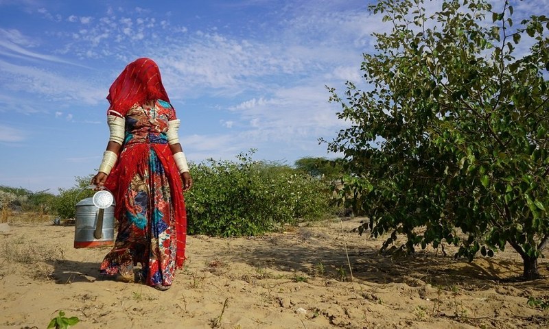 Berries from the deserts of Pakistan - Pakistan - DAWN.COM