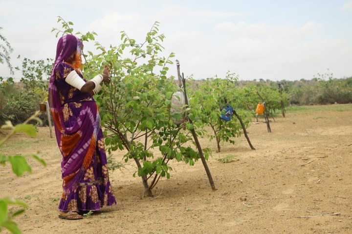 Berries from the deserts of Pakistan - Pakistan - DAWN.COM