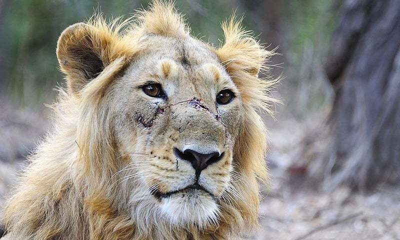 Lions devour teenager in Lahore safari zoo - Pakistan - DAWN.COM