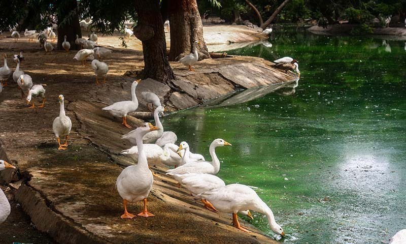 China to send 'duck army' to help Pakistan fight locusts - Pakistan ...