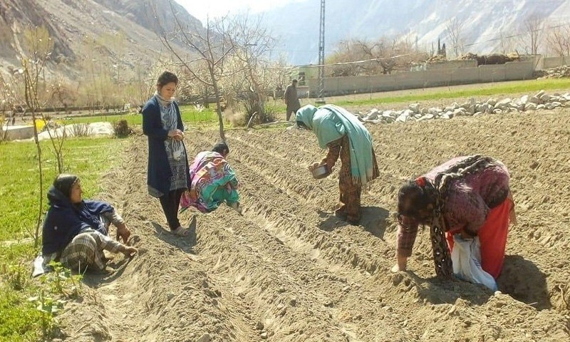 One woman’s dream fuelled Gilgit Baltistan’s flower industry - Pakistan ...