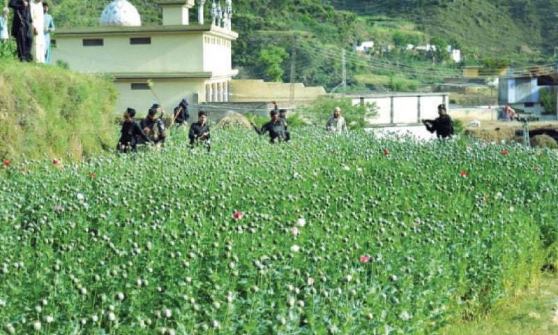 Police destroy poppy crop in Gadoon Amazai - Newspaper - DAWN.COM