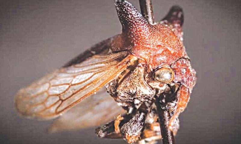 The weekly weird - Newspaper - DAWN.COM