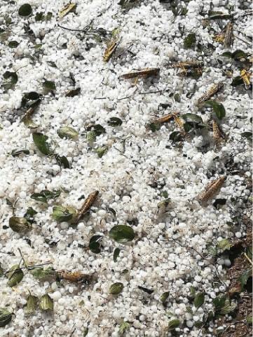 Swarms of locusts attack wheat crops in Jand tehsil - Newspaper - DAWN.COM