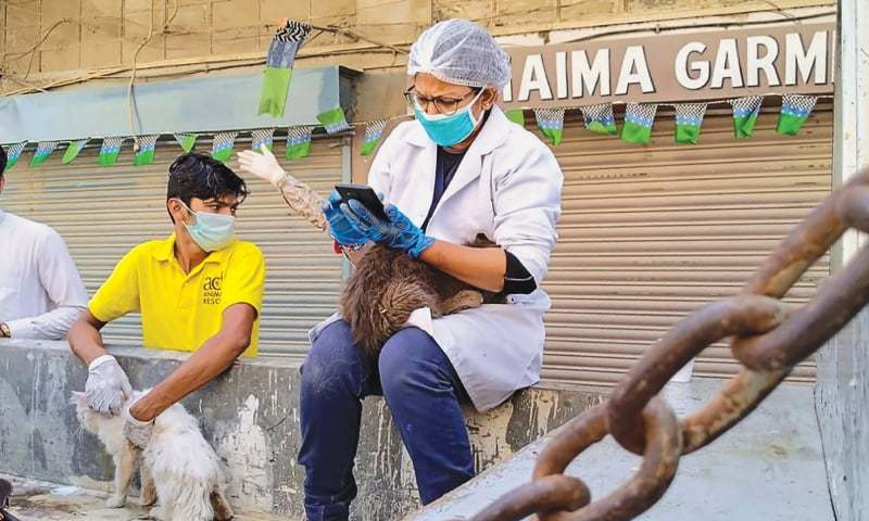 Hundreds of lockdown-hit animals die at pet markets - Newspaper - DAWN.COM