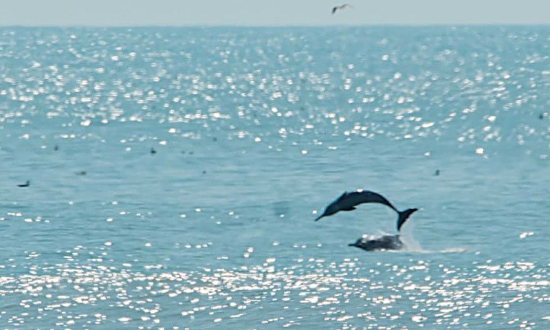 ECOLOGY: PAKISTAN’S ORIGINAL DOLPHIN FORCE - Newspaper - DAWN.COM