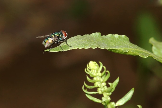 Finding beauty in your backyard - Comment - Images