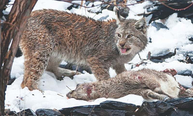 Himalayan lynx’s attack on markhor caught on camera - Pakistan - DAWN.COM