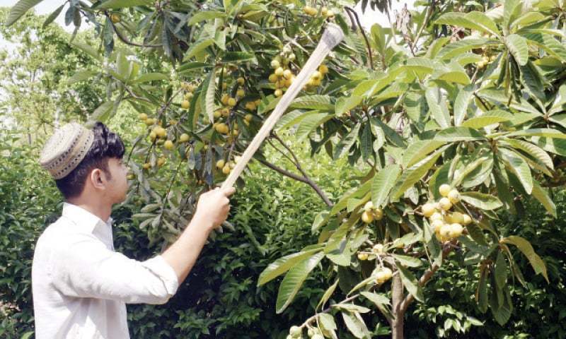 Seasonal loquat fruit ripens in orchards - Newspaper - DAWN.COM