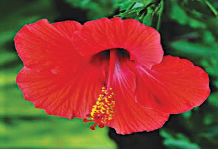 GARDENING: THE BEAUTY OF AMARYLLIS - Newspaper - DAWN.COM