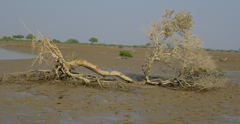 The Indus delta is being lost to the sea and we need to do something ...