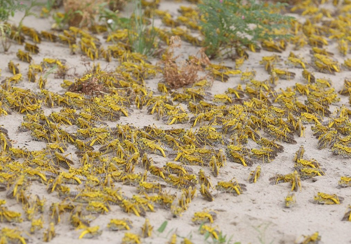 Locust attack threatens food security in Pakistan - Pakistan - DAWN.COM