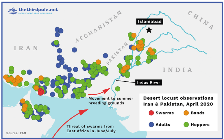 Locust attack threatens food security in Pakistan - Pakistan - DAWN.COM
