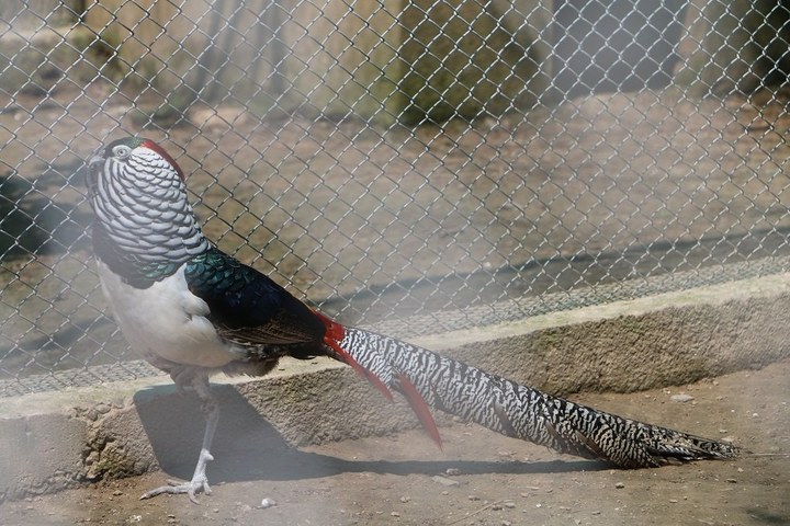 Pakistan’s Dhodial pheasantry: A happy tale of conservation - Pakistan ...