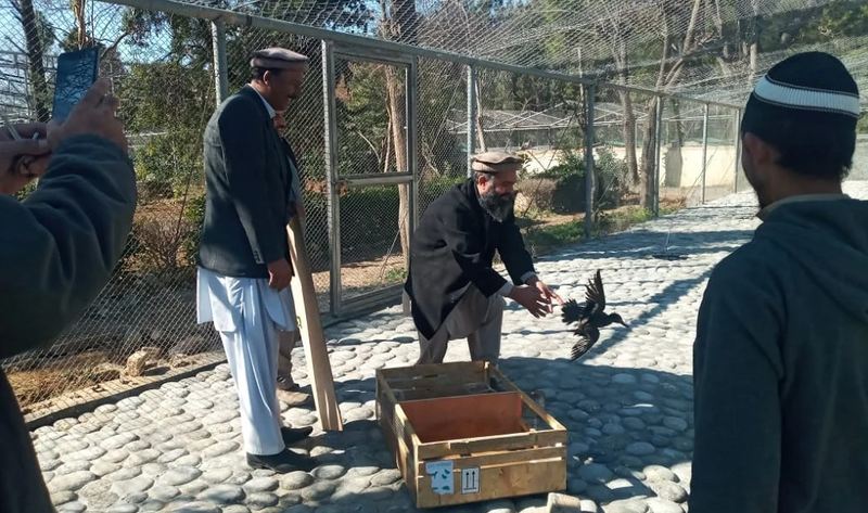 Pakistan’s Dhodial pheasantry: A happy tale of conservation - Pakistan ...