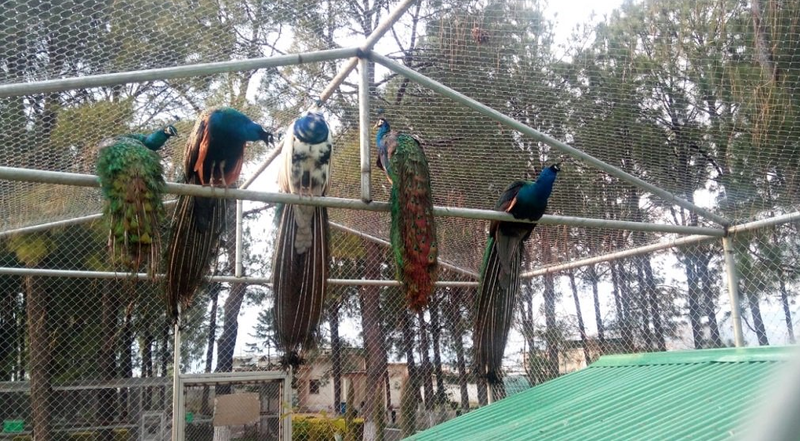 Pakistan’s Dhodial pheasantry: A happy tale of conservation - Pakistan ...