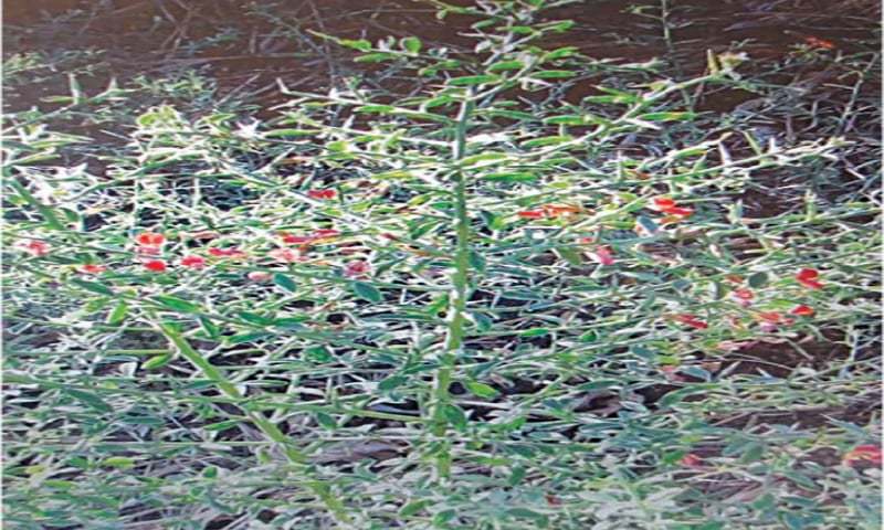 Weed protection for rice seedlings - Business - DAWN.COM