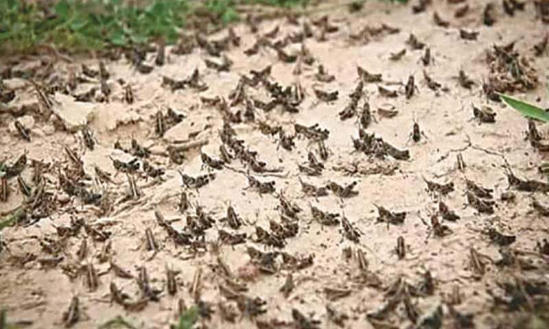 FAO prepares crisis appeal for Pakistan’s locust issue - Pakistan ...
