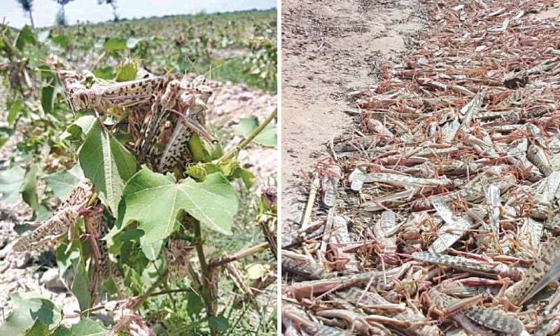 Locusts continue damaging crop, mostly in south Punjab - Newspaper ...