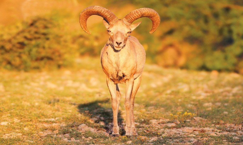 WILDLIFE: CAN THE URIAL BE SAVED? - Newspaper - DAWN.COM