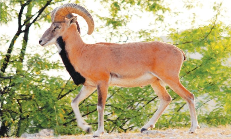 WILDLIFE: CAN THE URIAL BE SAVED? - Newspaper - DAWN.COM