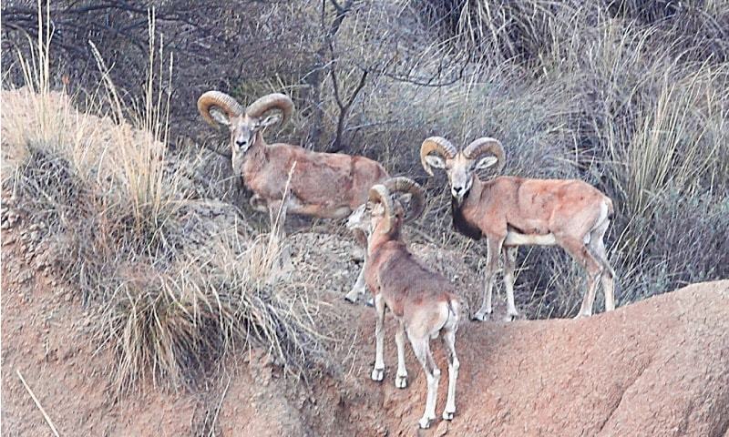 WILDLIFE: CAN THE URIAL BE SAVED? - Newspaper - DAWN.COM