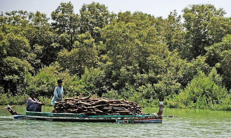 ‘2bn mangroves planted along Sindh’s coastal areas’ - Pakistan - DAWN.COM