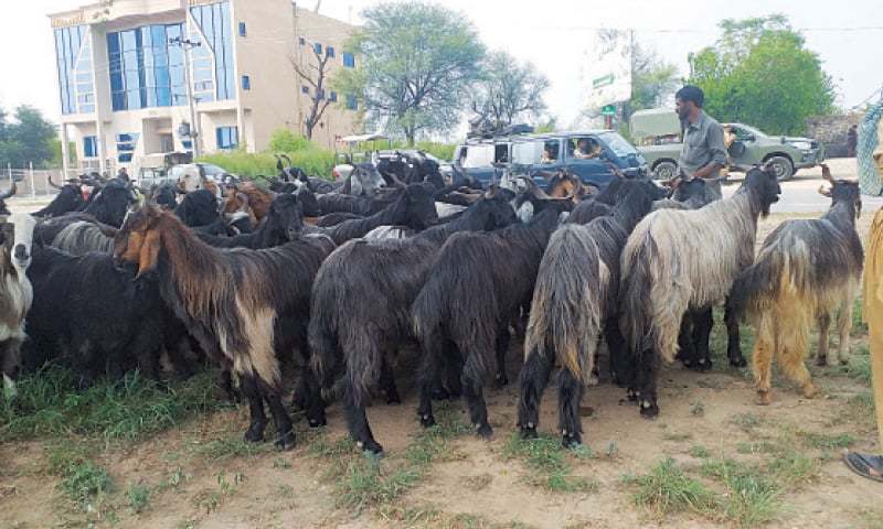 Pahari bakra – a rare sight in Punjab - Newspaper - DAWN.COM