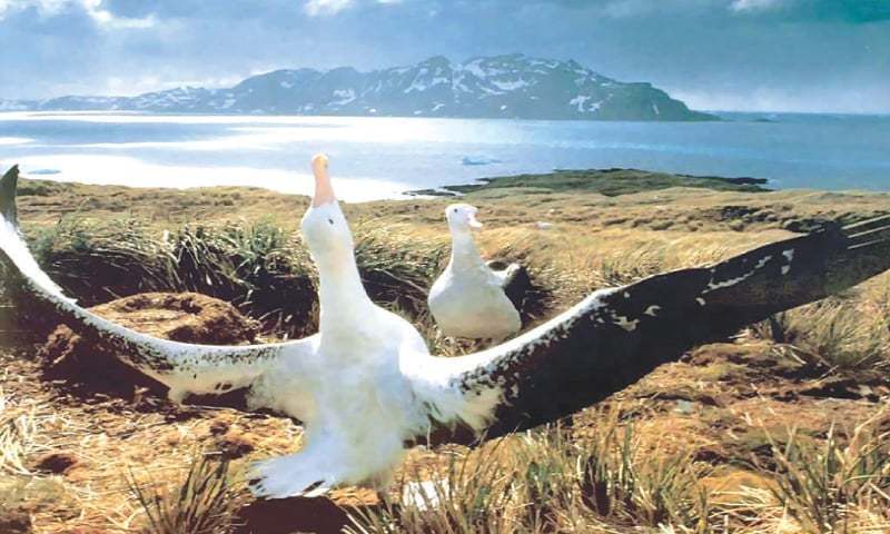 Facts: Albatrosses - Newspaper - DAWN.COM
