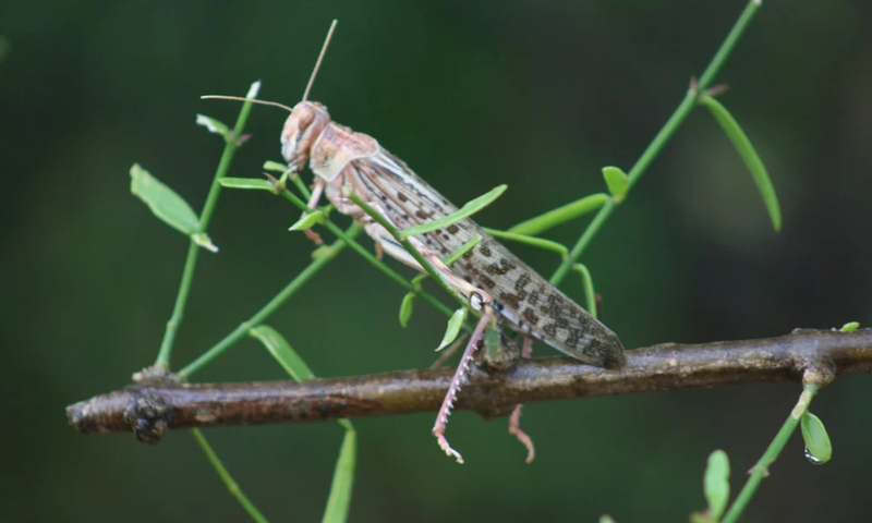 Locust threat forces farmers in Thar desert to keep land fallow ...