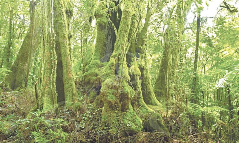 Unusual trees around the world - Newspaper - DAWN.COM