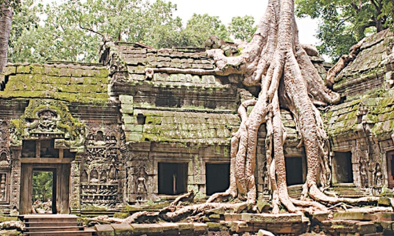 Unusual trees around the world - Newspaper - DAWN.COM