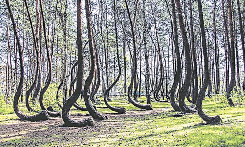 Unusual trees around the world - Newspaper - DAWN.COM