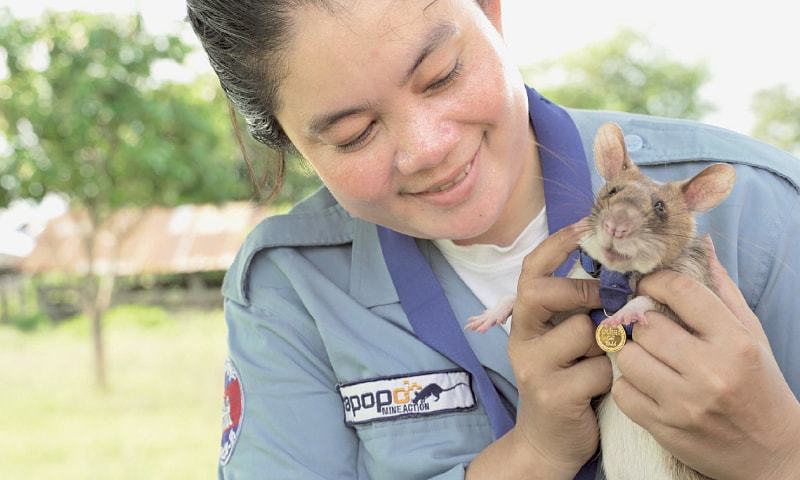 Landmine detection rat wins top UK animal bravery award - World - DAWN.COM
