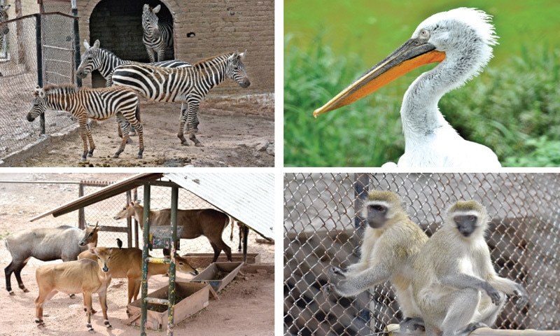 44 Marghazar Zoo animals temporarily shifted to Ayub Park - Pakistan ...