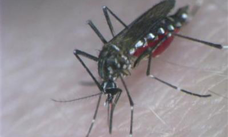 Dengue larvae detected in 963 places in Rawalpindi - Pakistan - DAWN.COM