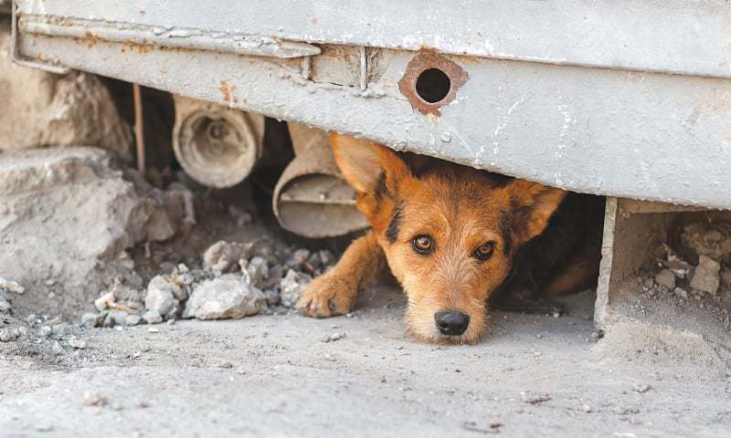 Be kind to stray animals - Newspaper - DAWN.COM