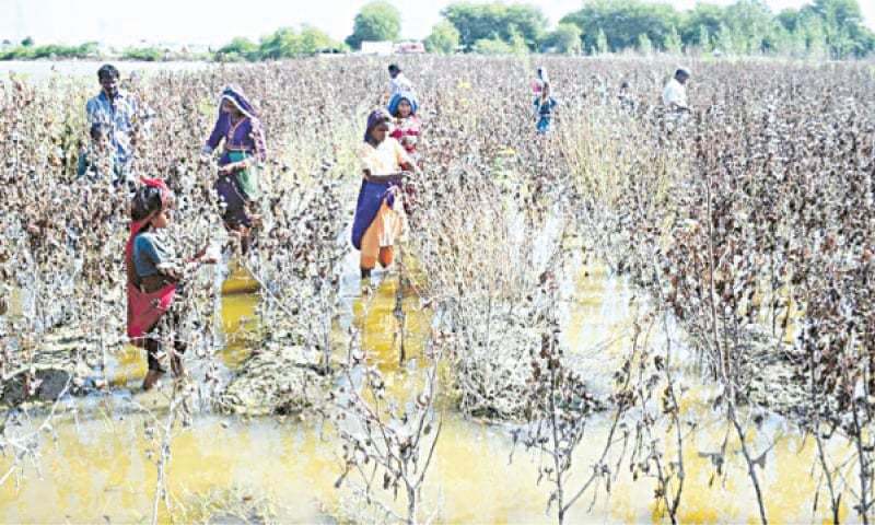 Cotton arrivals plunge 43pc as crop failure looms - Business - DAWN.COM