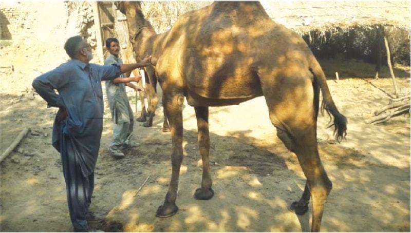 Lives of cattle at risk due to tetanus vaccine unavailability ...