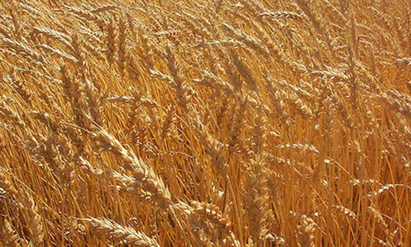 ‘10+ Genome’ comes up with 15 improved wheat varieties - Business ...