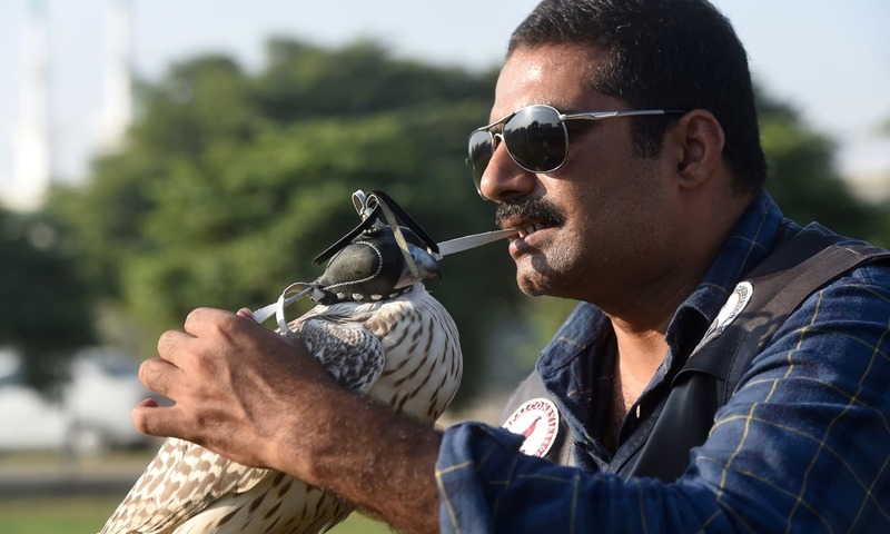 Poachers' paradise: Gulf hunts fuel falcon trafficking in Pakistan ...