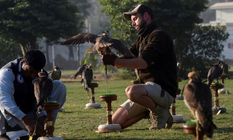 Poachers' paradise: Gulf hunts fuel falcon trafficking in Pakistan ...