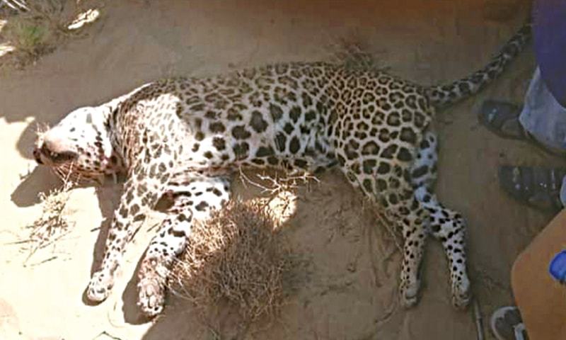 Cheetah shot dead after eight villagers attacked - Newspaper - DAWN.COM