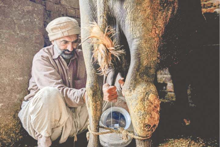 MILKING PAKISTAN FOR WHAT IT’S WORTH - Newspaper - DAWN.COM