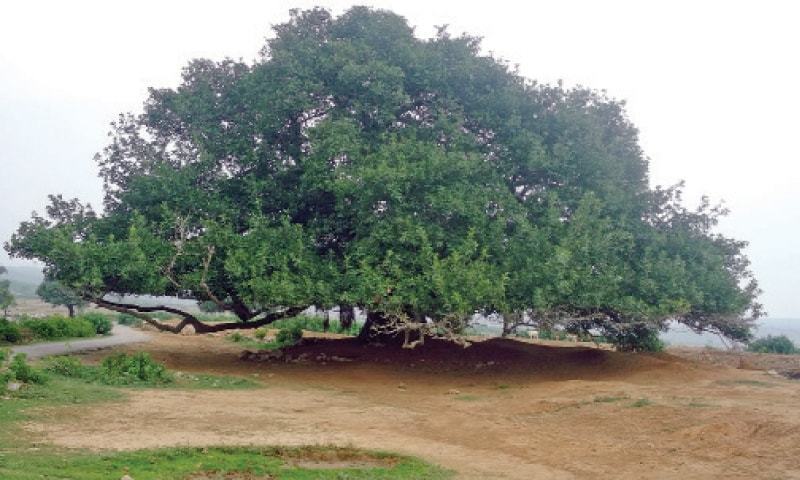 Judge asks suspects to grow trees as ‘punishment’ in Sukkur - Pakistan ...