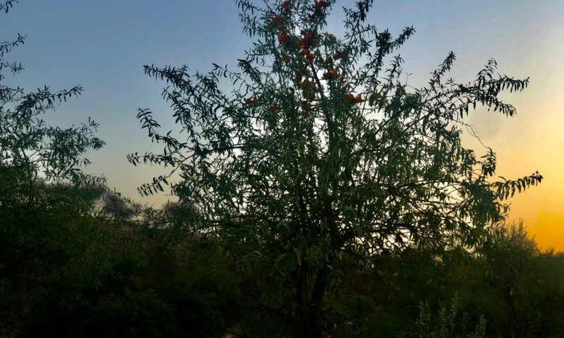 In pictures: The 'saintly' tree that is the centrepiece of spring in ...