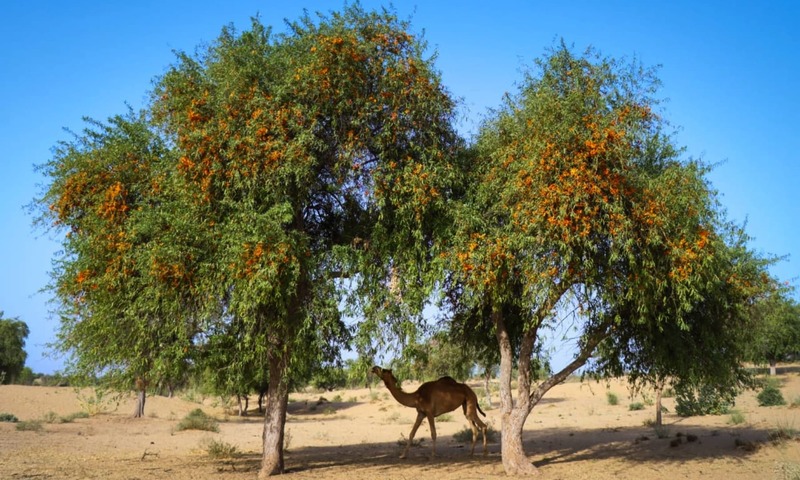 In pictures: The 'saintly' tree that is the centrepiece of spring in ...