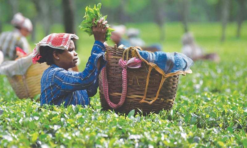 ‘Tea importers misusing SRO450’ - Business - DAWN.COM